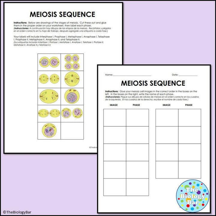 Biology Meiosis Sequence Cut & Paste Worksheet – Bilingual Marketplace