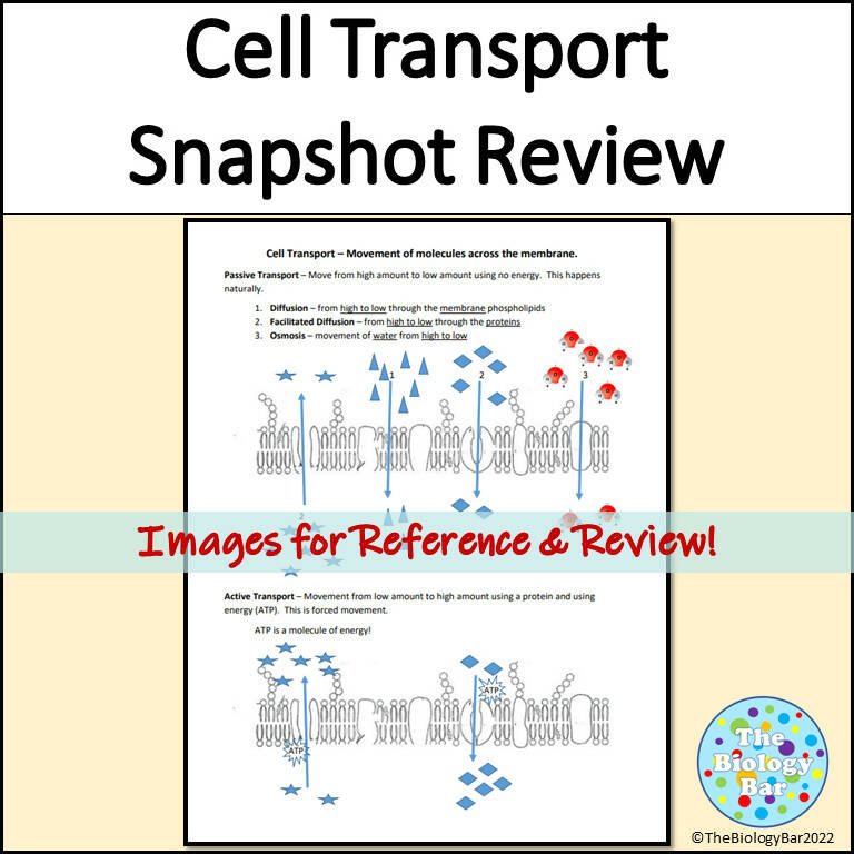 Biology Cell Transport Types Handout – Bilingual Marketplace