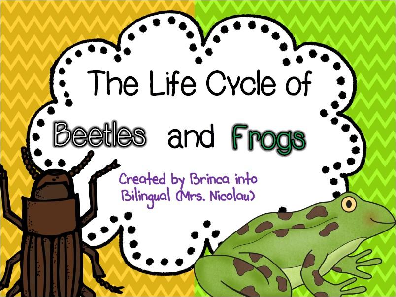 Life Cycle Unit - Mealworms/Beetles & Frogs Grades 1-3 – Bilingual ...