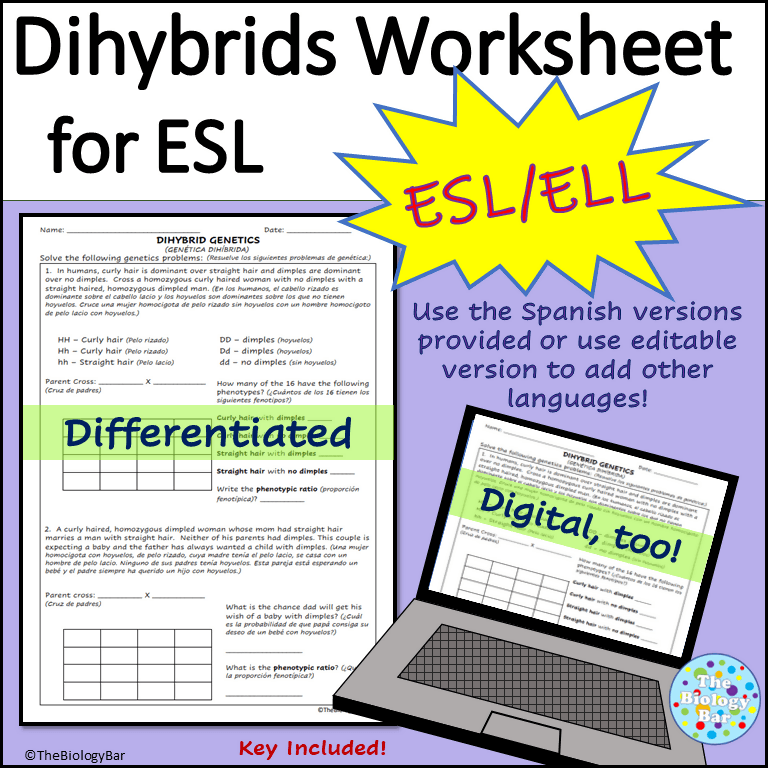 Dihybrid Punnett Square Worksheet