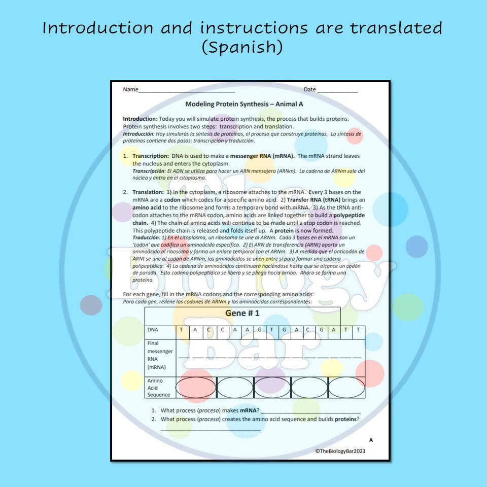 Biology Protein Synthesis DNA to Organism Worksheet – Bilingual Marketplace