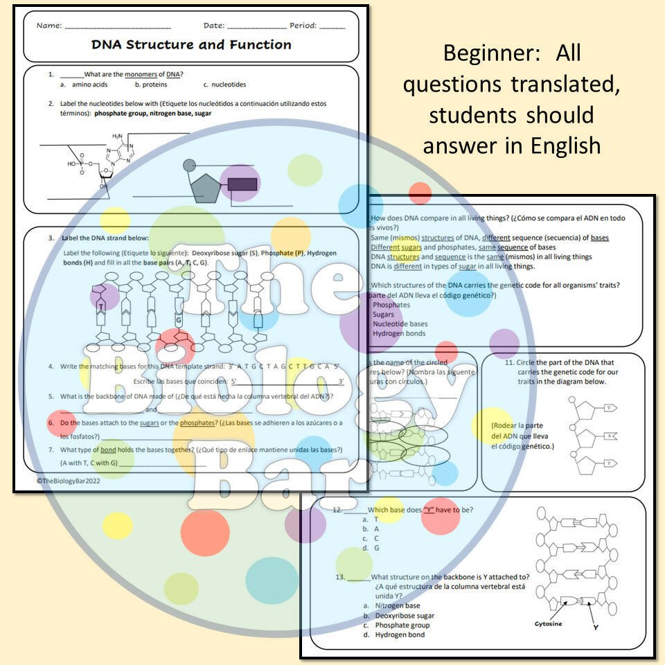 Biology DNA Structure & Function Worksheet – Bilingual Marketplace