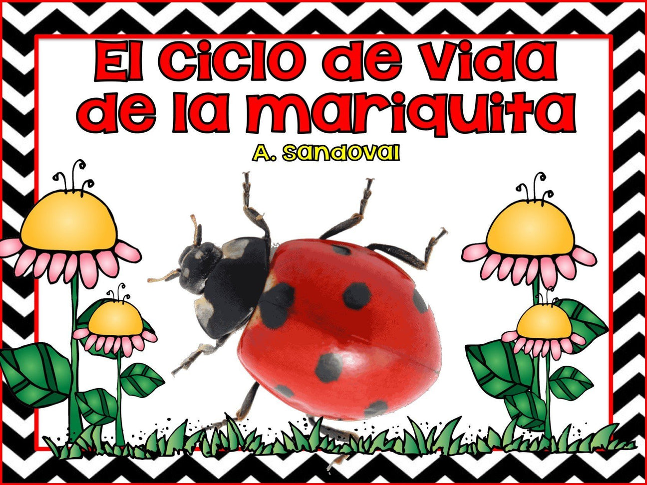 Ladybug Life Cycle Ciclo de vida de las mariquitas – Bilingual Marketplace