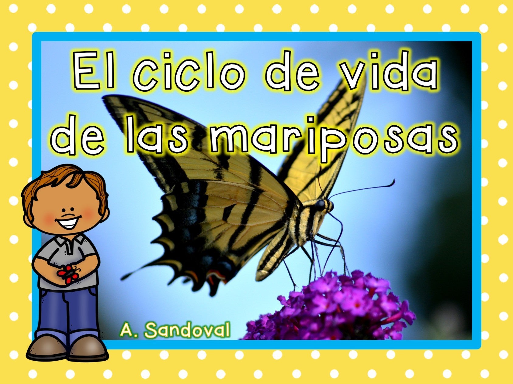 Butterfly Life Cycle El ciclo de vida de la mariposa – Bilingual ...