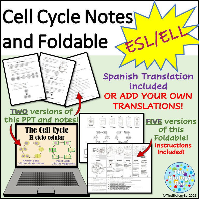Biology Cell Cycle Mitosis Foldable and Notes – Bilingual Marketplace
