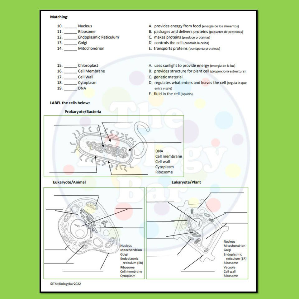 Biology Cell Structure Prokaryote Vs Eukaryote Worksheet – Bilingual ...