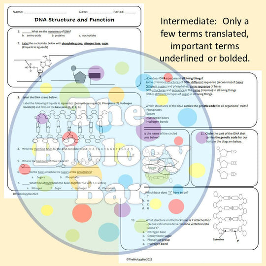Biology DNA Structure & Function Worksheet – Bilingual Marketplace