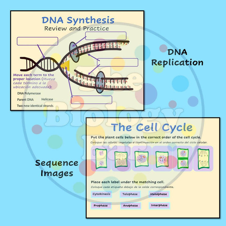 Biology Cell Cycle & Mitosis Interactive PowerPoint – Bilingual Marketplace