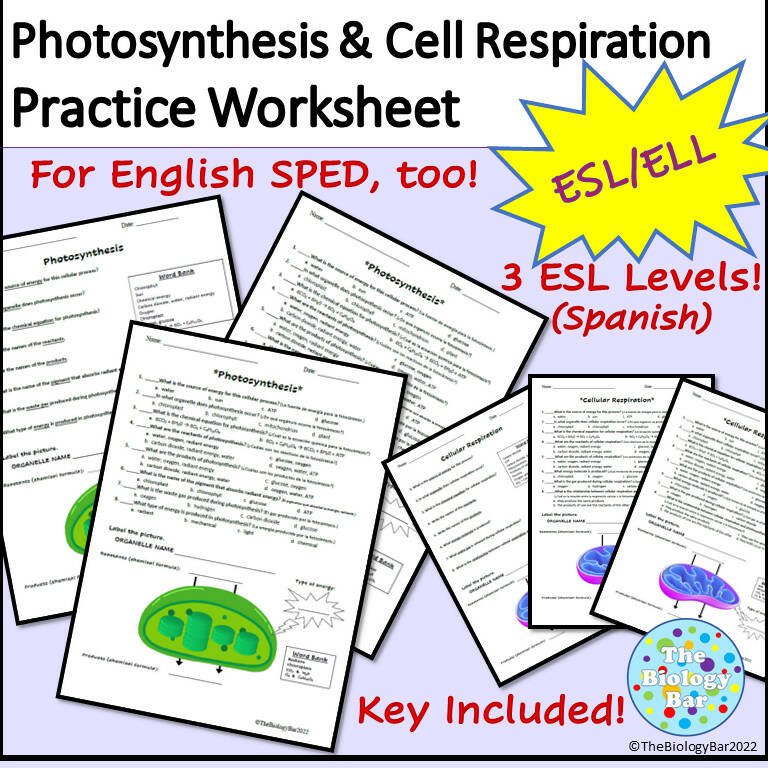 Cell Energy Photosynthesis Worksheet